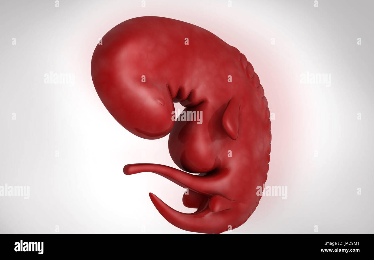 Placenta human scan hi-res stock photography and images - Alamy