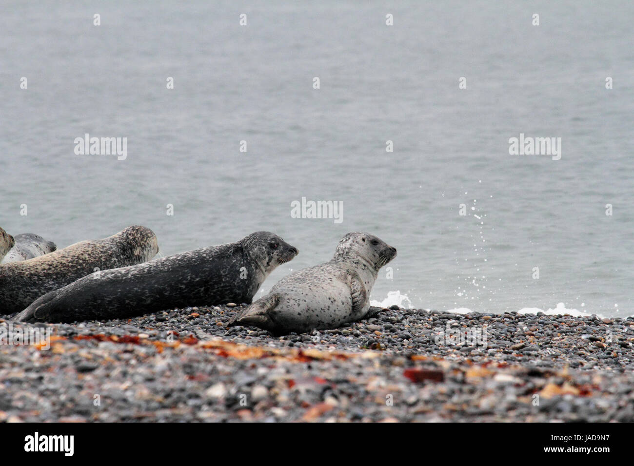 seals on the pebble beach Stock Photo - Alamy
