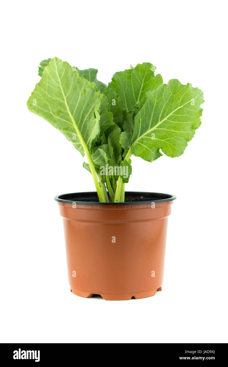 Green Rocket or Roquette leaves isolated on white background (with ...