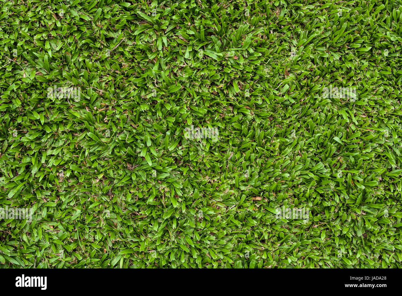 Natural green grass background Stock Photo - Alamy