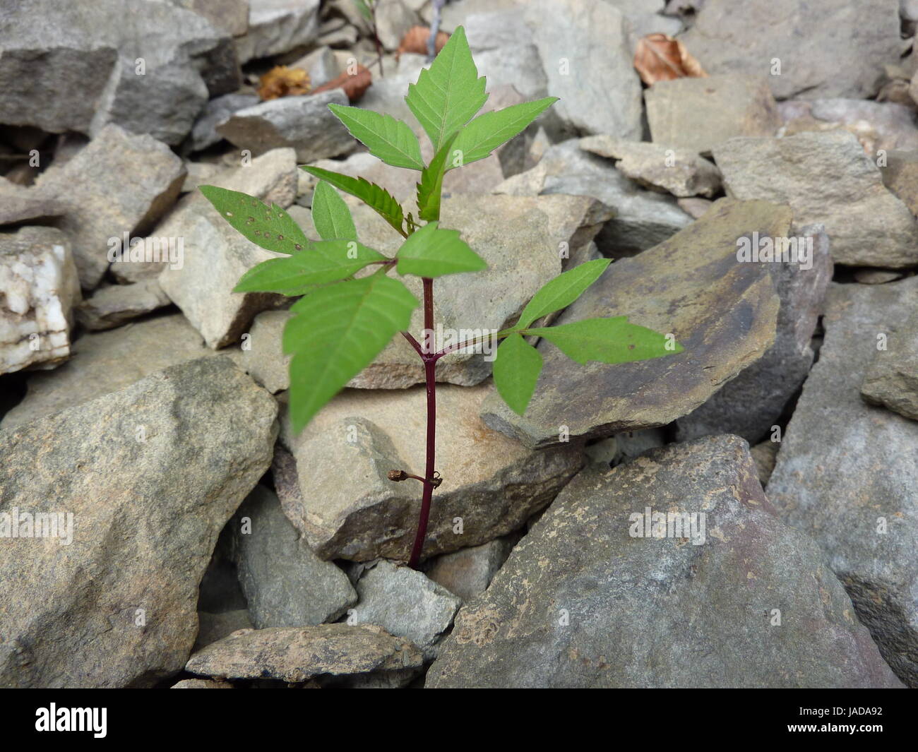 Grey bud hi-res stock photography and images - Alamy
