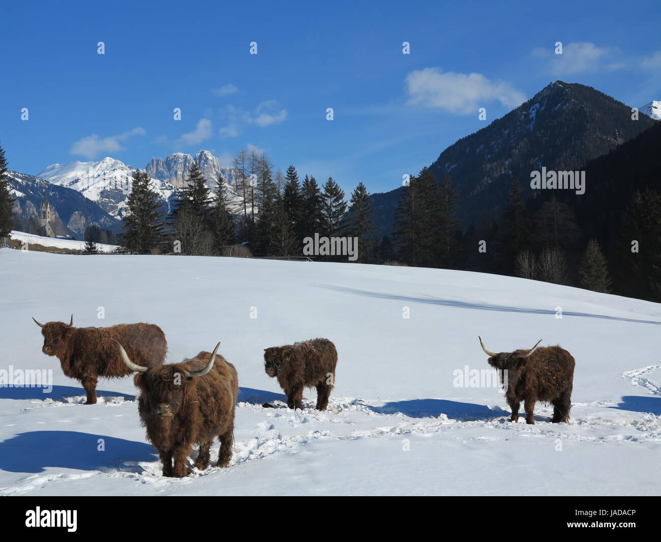 nature scene with cow animal at winter with snow mountain landscape in ...