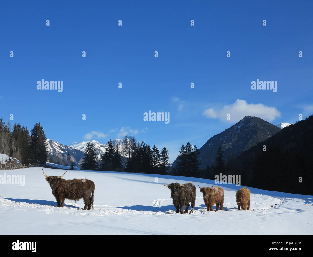 nature scene with cow animal at winter with snow mountain landscape in ...