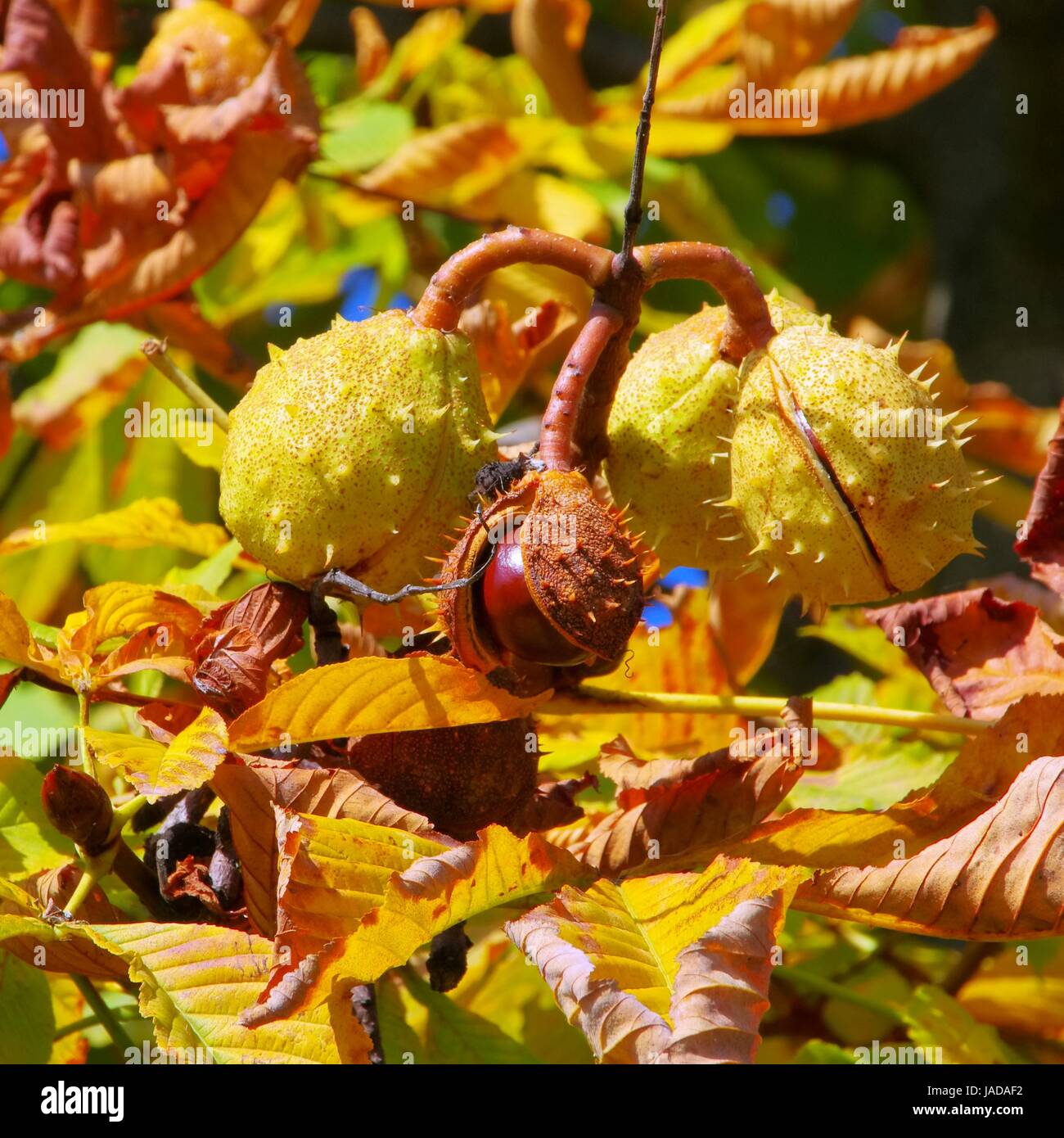 Kastanie am baum hi-res stock photography and images - Alamy