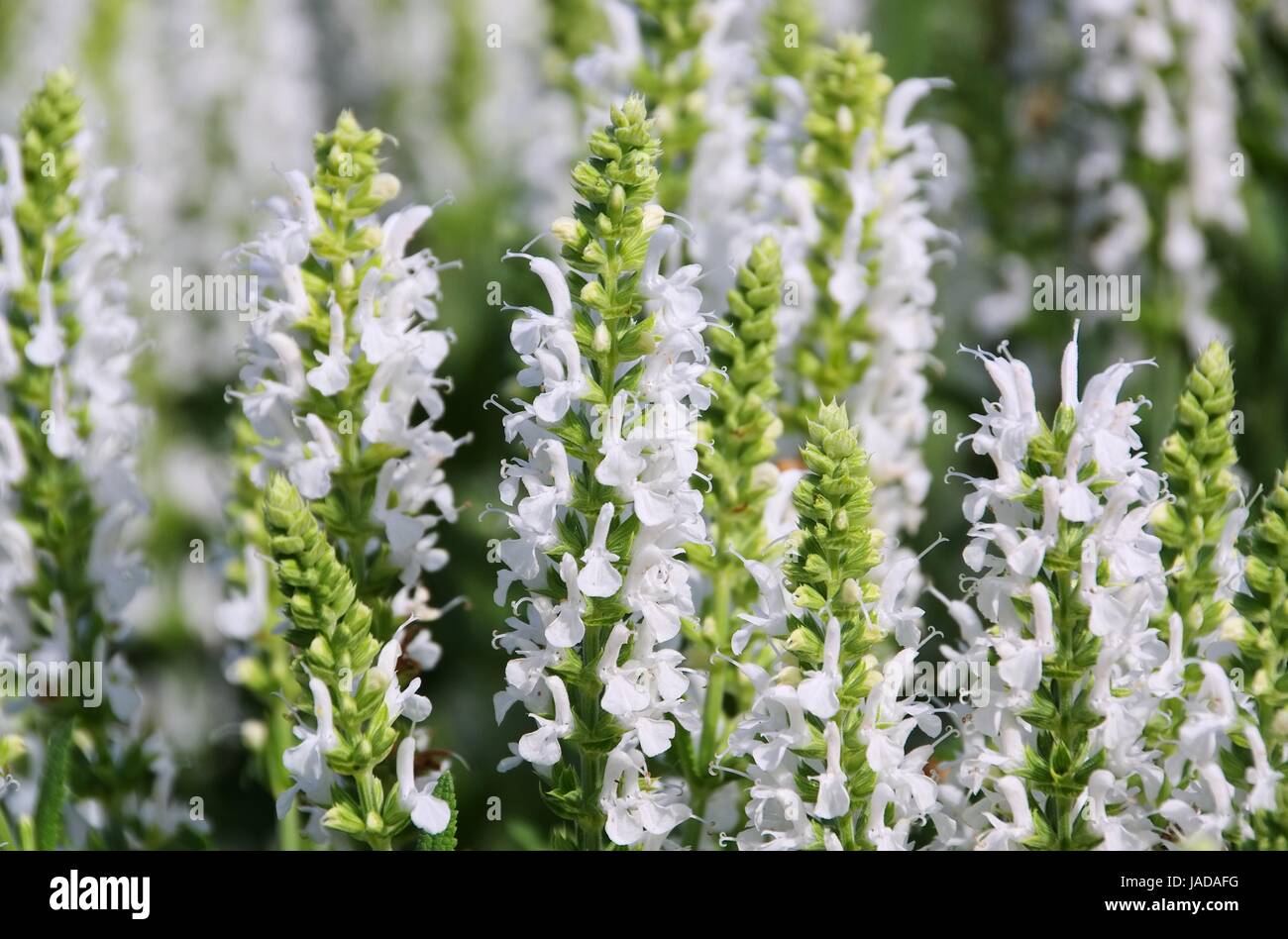 Alba 01 hi-res stock photography and images - Alamy