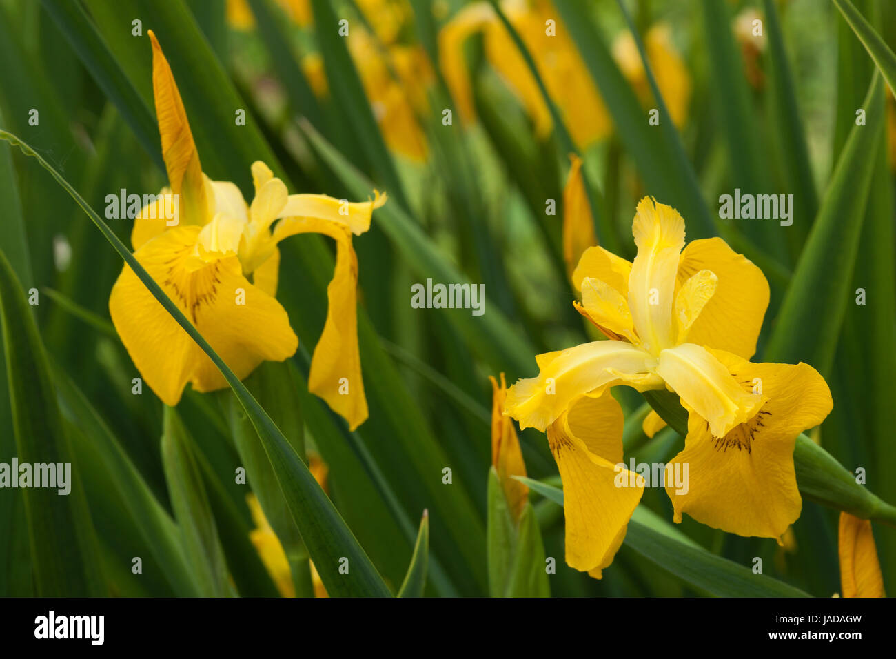 Bearded lily flower flowers hi-res stock photography and images - Alamy