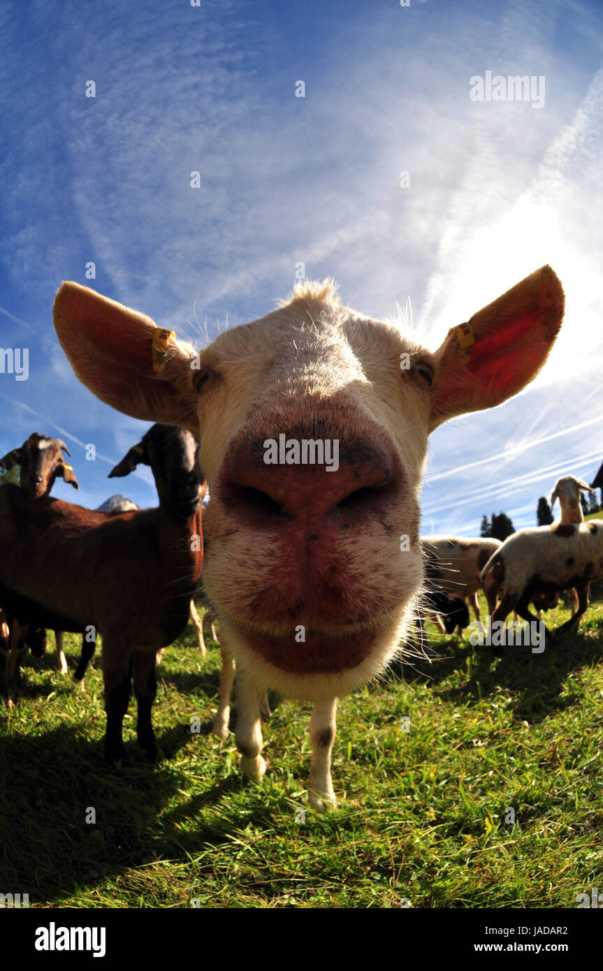 A goat looking closely into a fisheye lens Stock Photo - Alamy