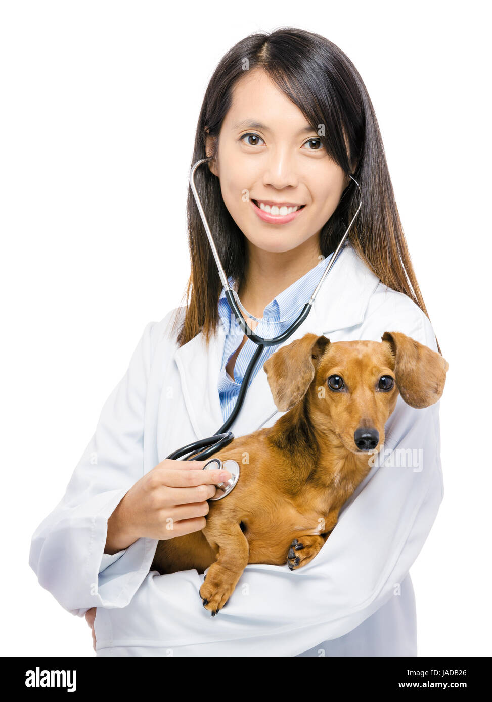 Female veterinary doctor dachshund hi-res stock photography and images ...