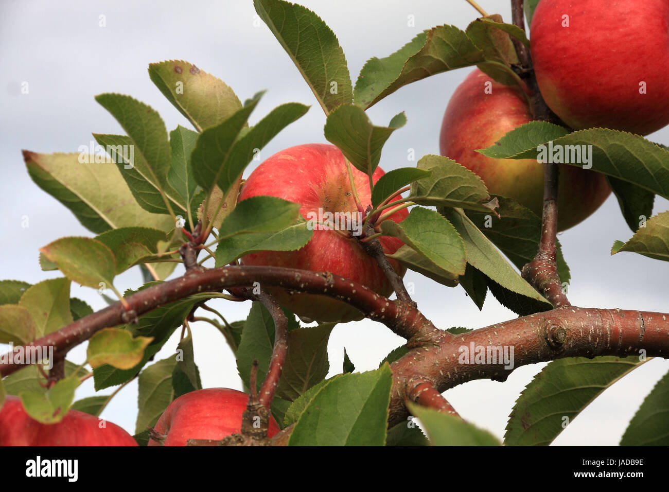 Topaz apple malus hi-res stock photography and images - Alamy