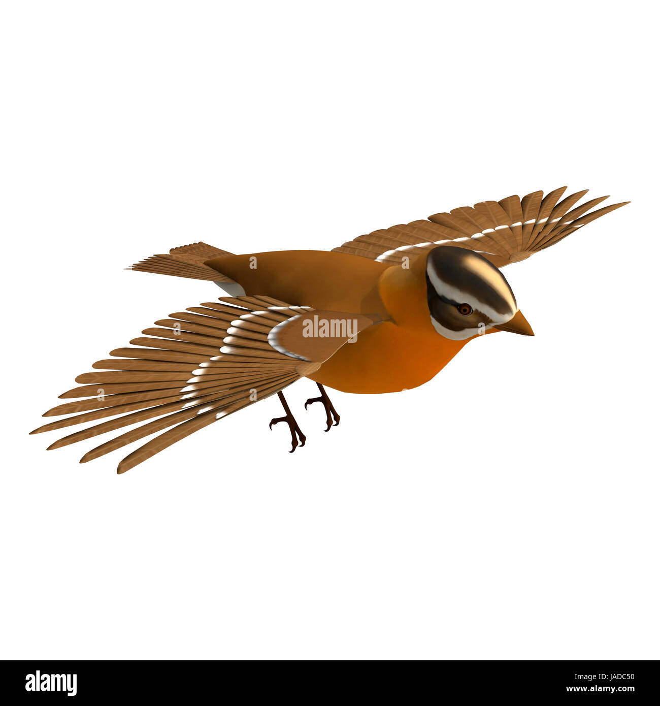 3D digital render of a flying songbird grosbeak isolated on white ...