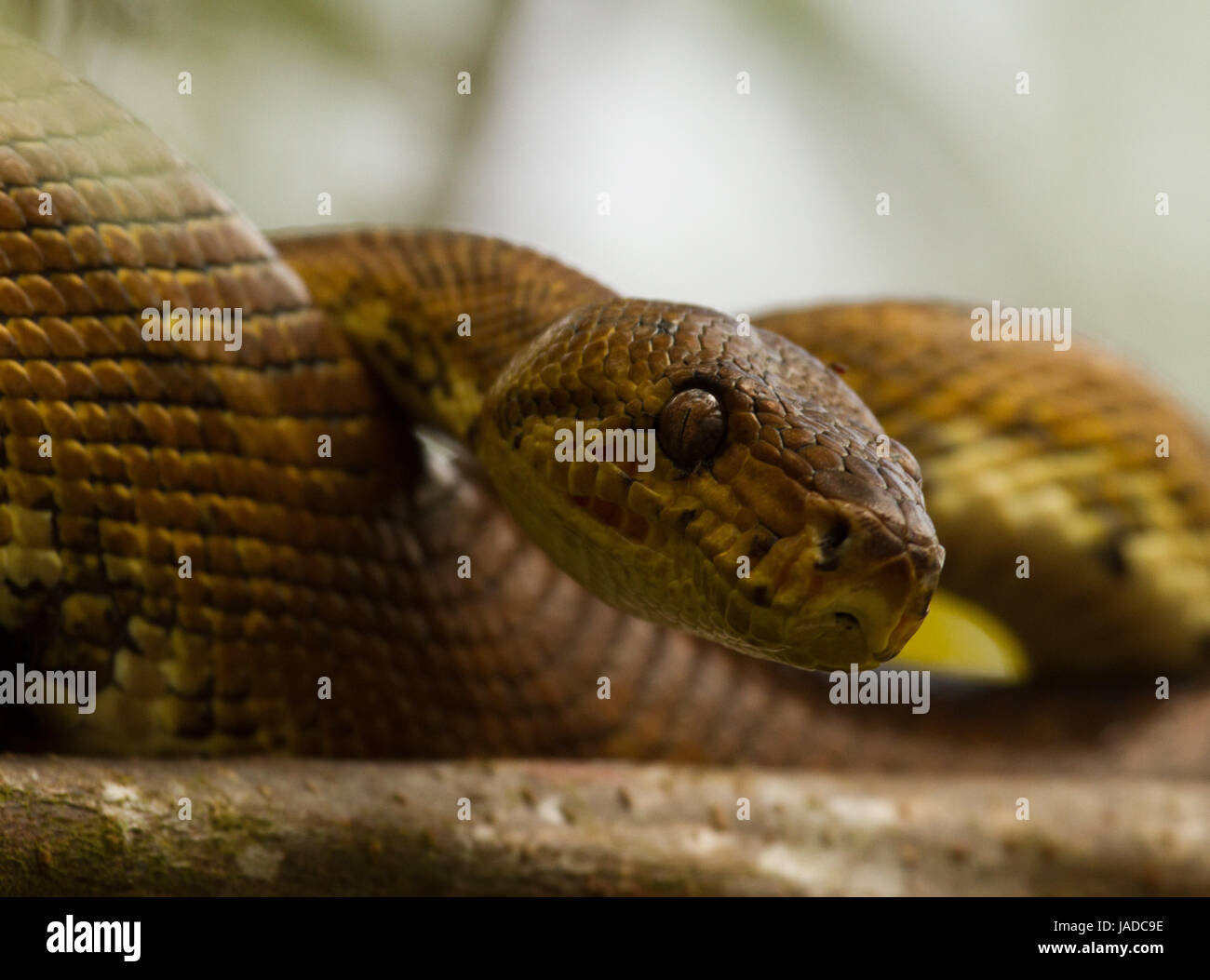 Yellow rat snakes hi-res stock photography and images - Alamy