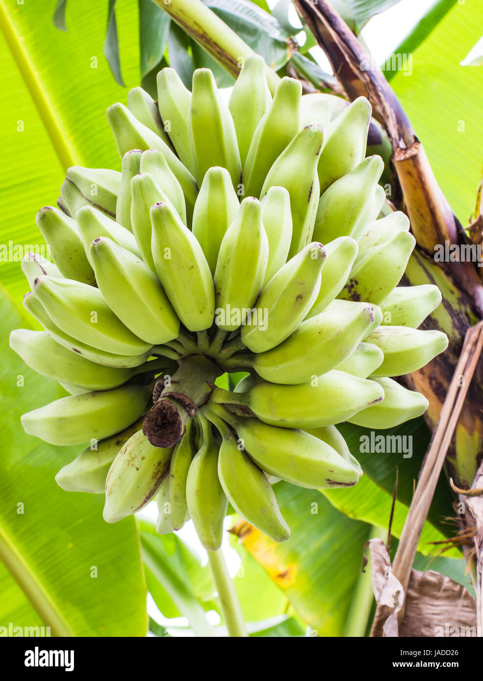 Musa sapientum hi-res stock photography and images - Alamy