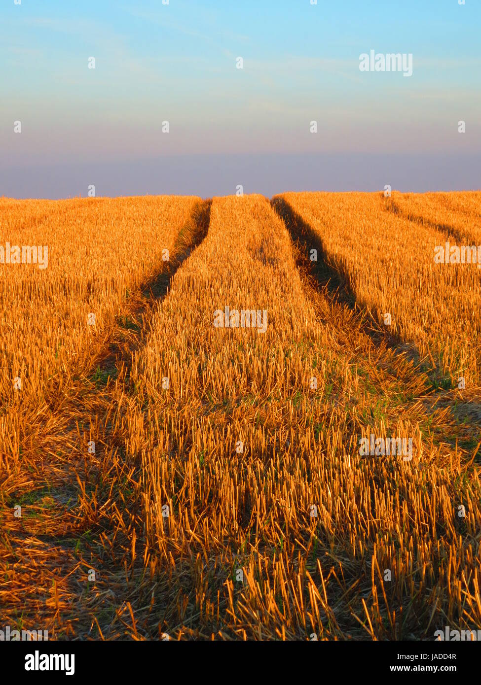footprints in the straw Stock Photo - Alamy