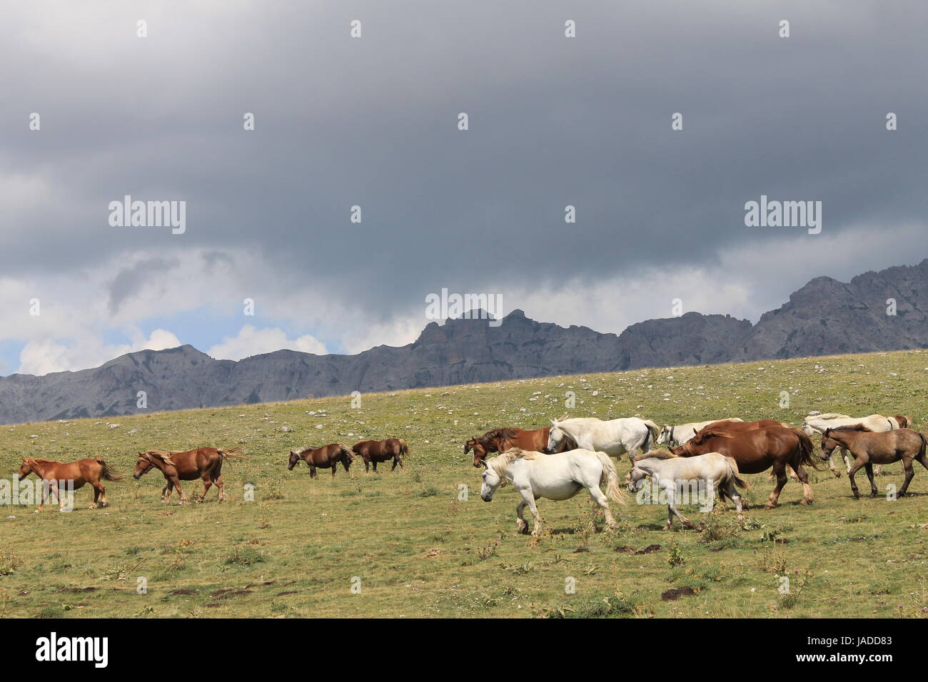 Prairie pastures and plateau hi-res stock photography and images - Alamy