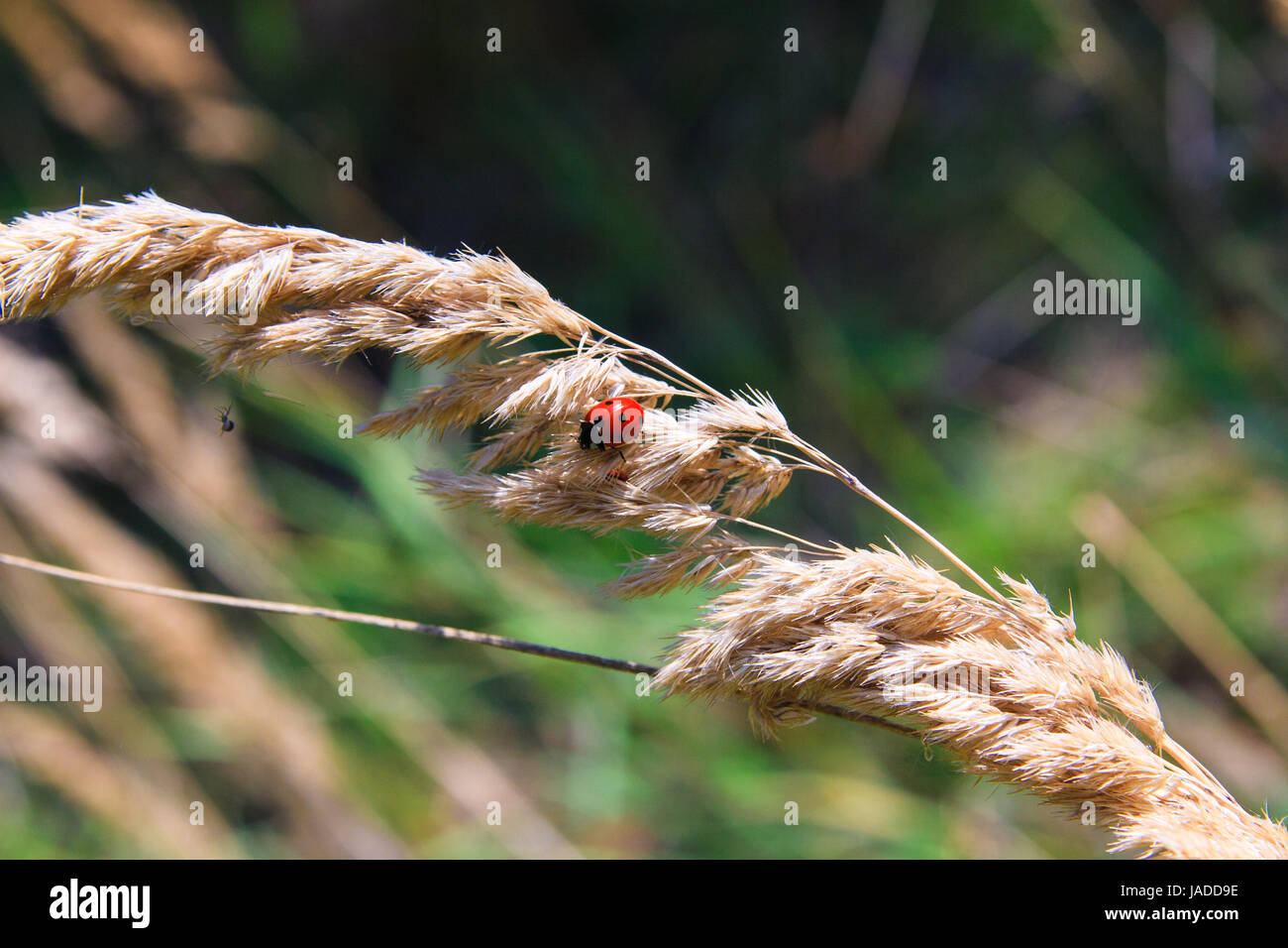 ladybug and a spider on the ear Stock Photo - Alamy