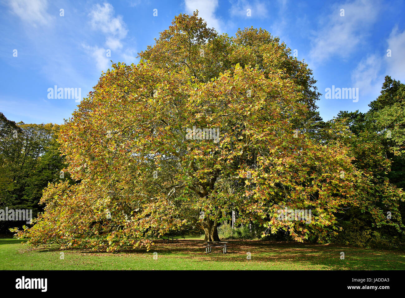 Ahornbaum im Herbst, prachtvoller Baum in den Herbstfarben Stock Photo ...