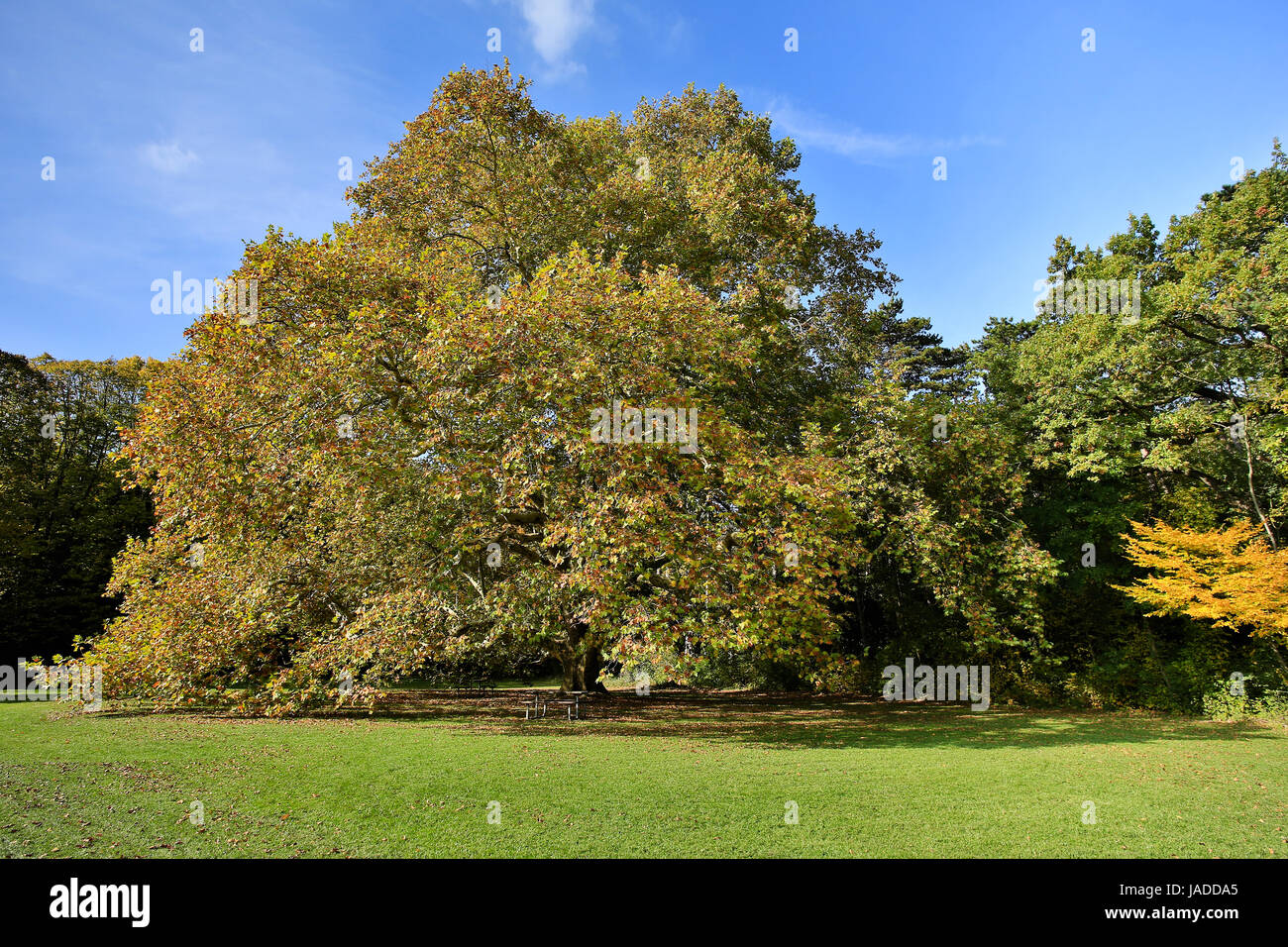 Ahornbaum im Herbst, prachtvoller Baum in den Herbstfarben Stock Photo ...