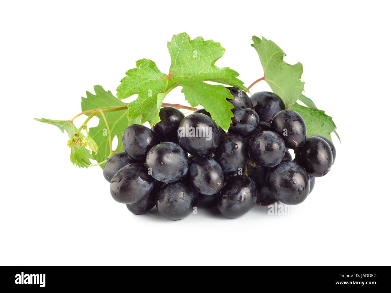 Blue grape isolated on white background Stock Photo - Alamy