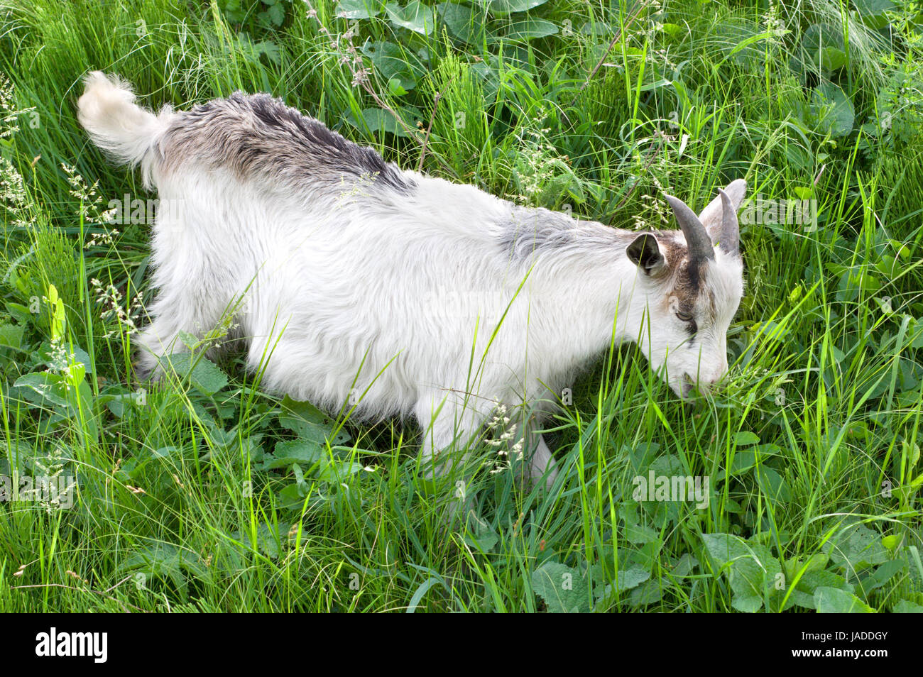 Goat grazing on green grass Stock Photo - Alamy