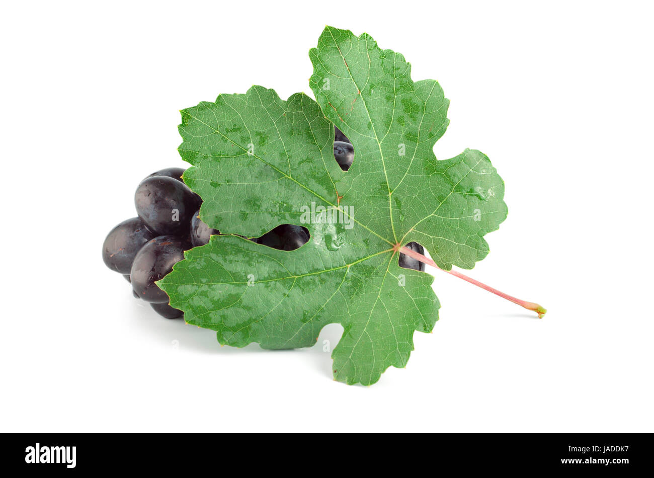 Blue grape isolated on white background Stock Photo - Alamy