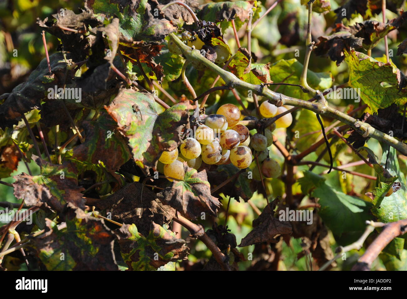 spain - vineyard - wine leaf Stock Photo - Alamy