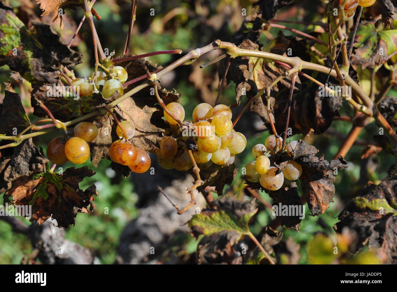 spain - vineyard - wine leaf Stock Photo - Alamy