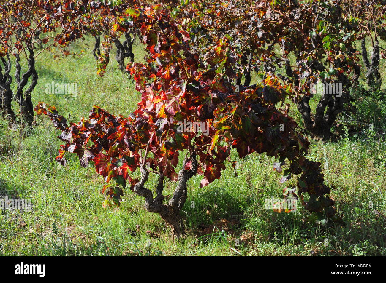 spain - vineyard - wine leaf Stock Photo - Alamy
