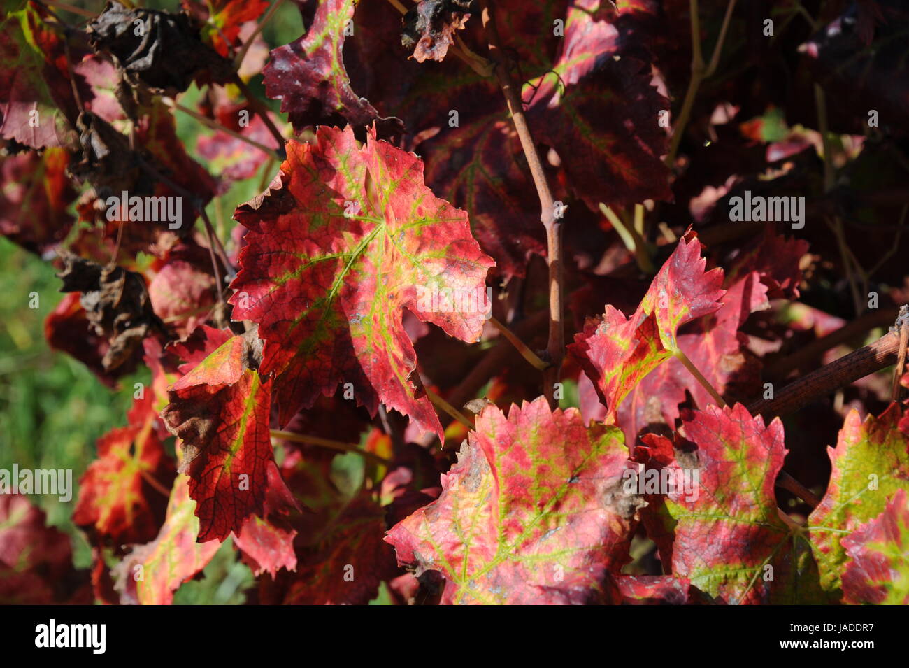 spain - vineyard - wine leaf Stock Photo - Alamy
