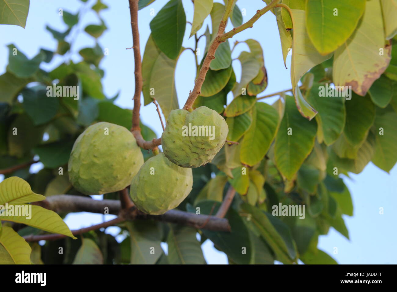 spain - cherimoya on tree Stock Photo - Alamy