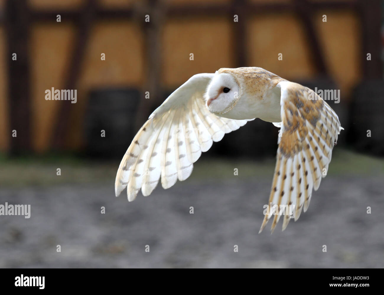 Barn owl tail hi-res stock photography and images - Alamy