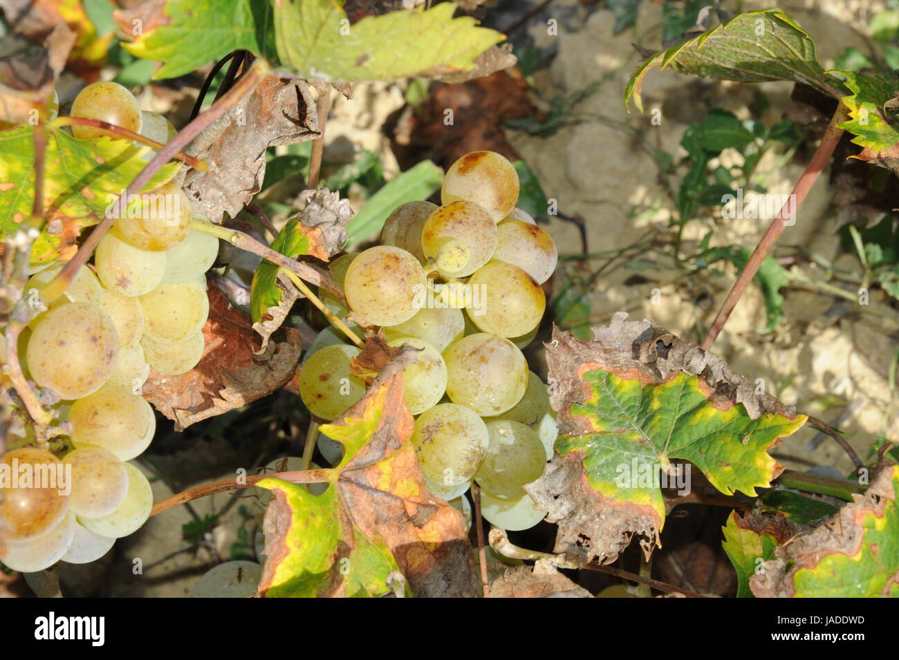spain - grapes Stock Photo - Alamy