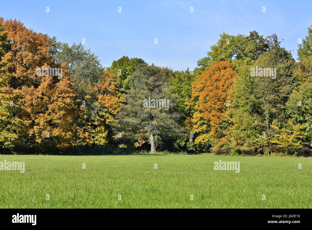 Wald im Herbst, Landschaft mit Wiese und Baum Stock Photo - Alamy