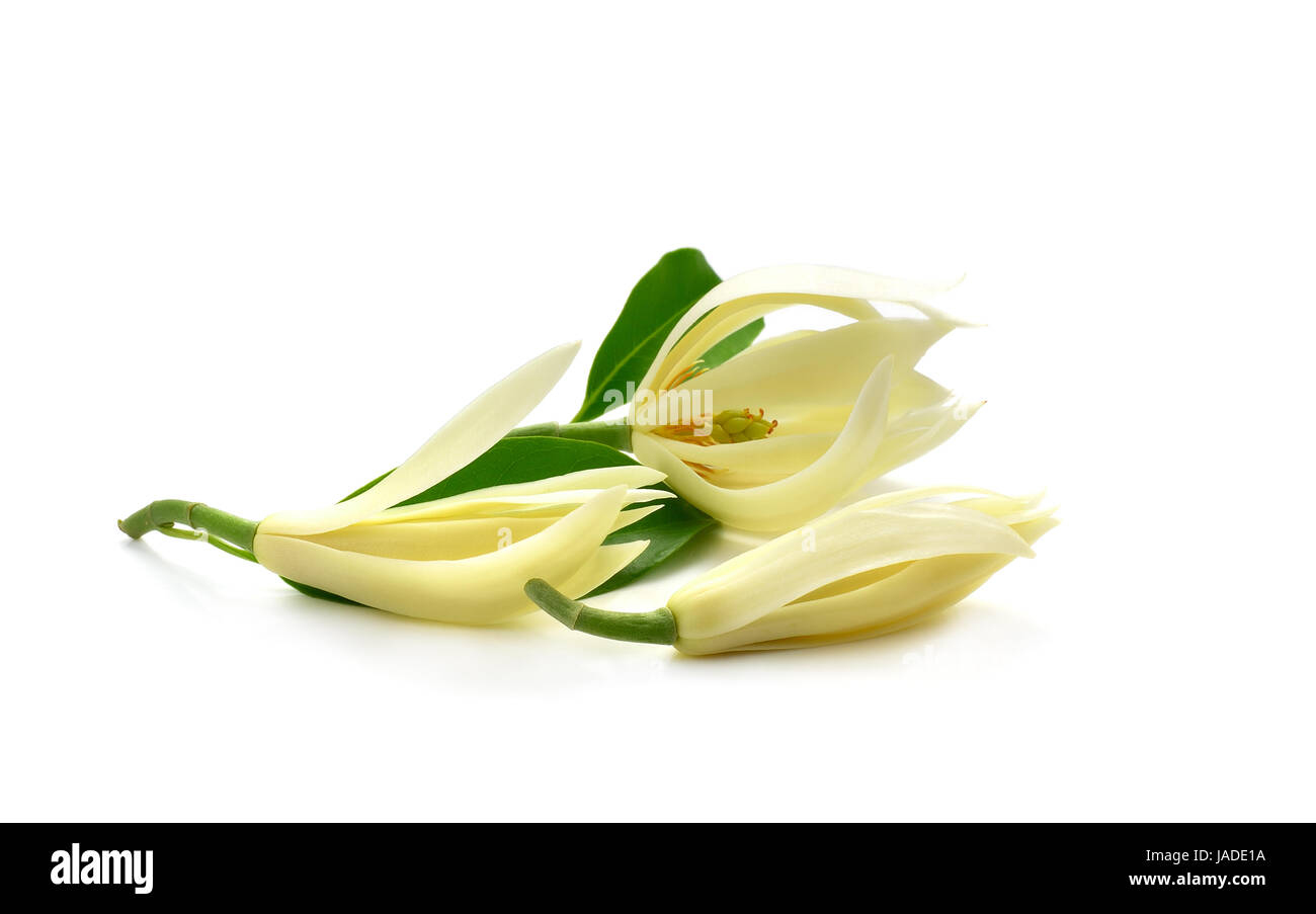 Beautiful White Champaka on white background are blooming Stock Photo ...