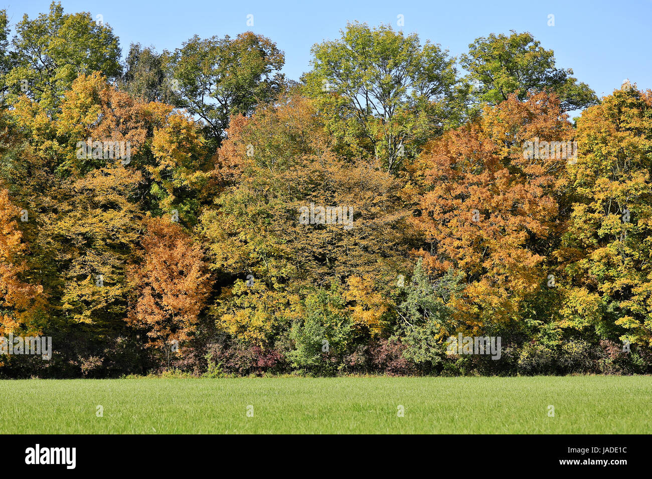 Wald im Herbst, Landschaft mit Wiese und Baum Stock Photo - Alamy