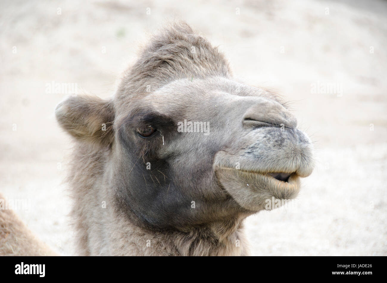 Head of a Bactrian Camel, Camelus bactrianus Stock Photo - Alamy