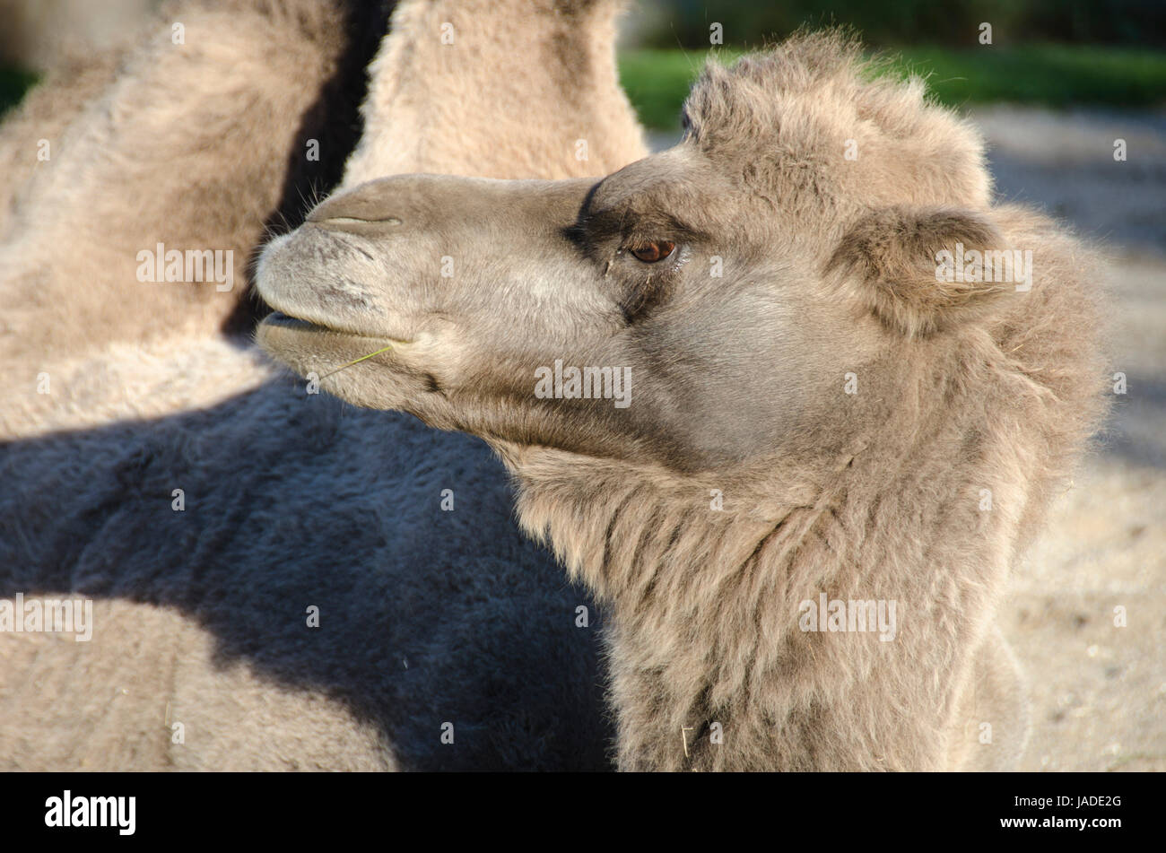 Head of a Bactrian Camel, Camelus bactrianus Stock Photo - Alamy