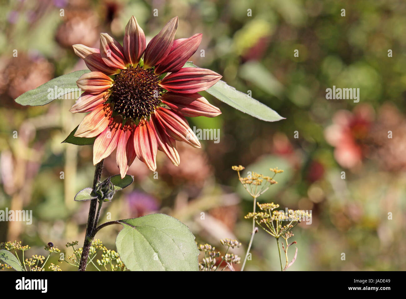 Ruby eclipse hi-res stock photography and images - Alamy