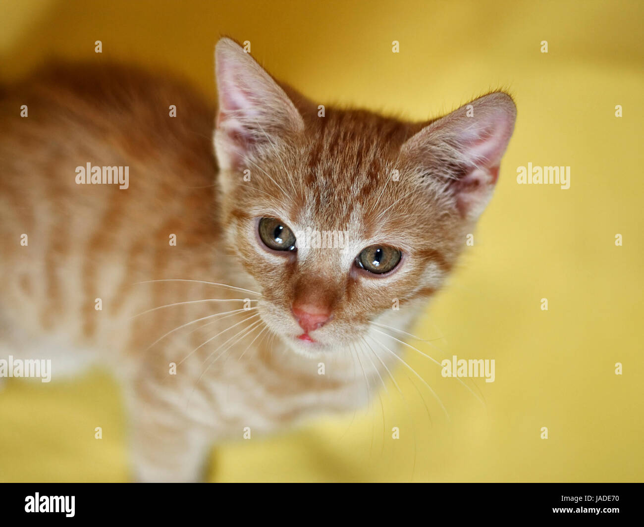 Katerchen hi-res stock photography and images - Alamy