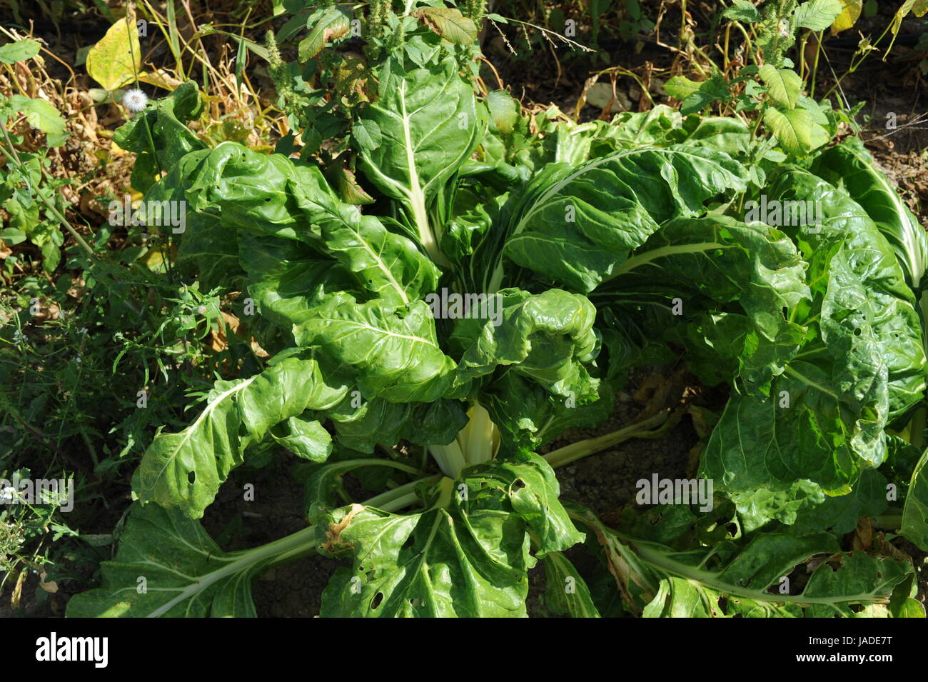 Wilden rube hi-res stock photography and images - Alamy