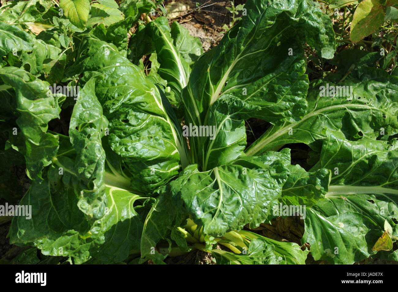 Wilden rube hi-res stock photography and images - Alamy