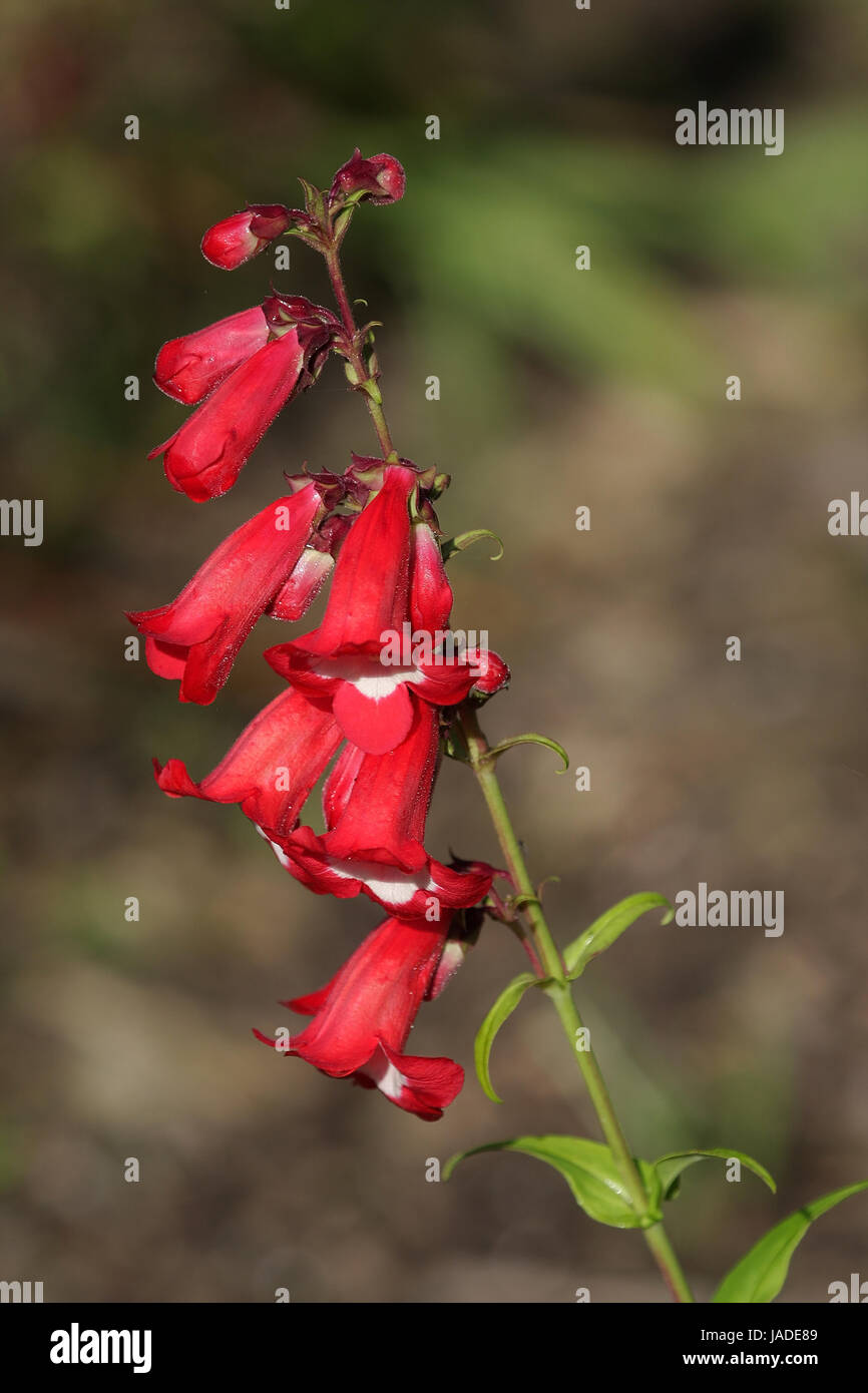 Poisonous flower hi-res stock photography and images - Alamy