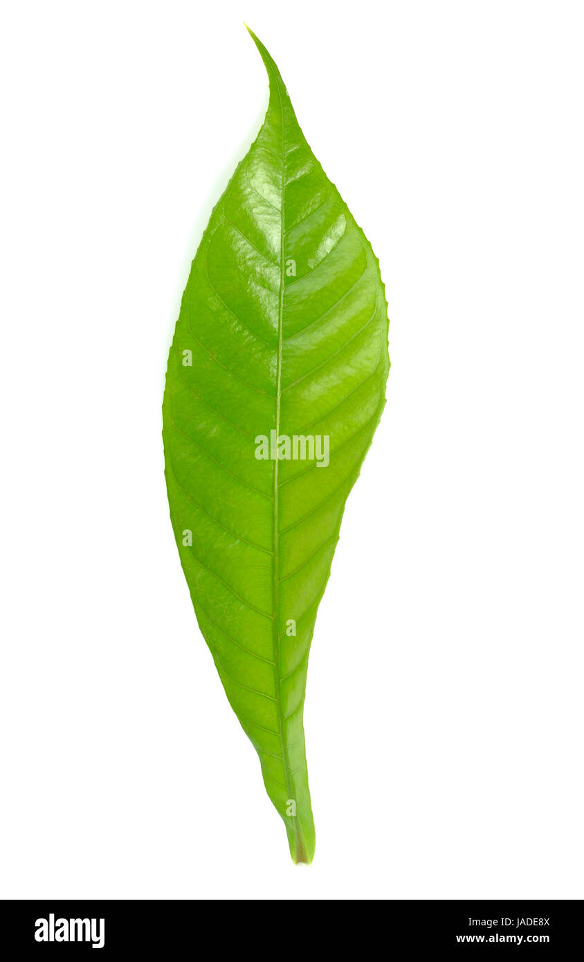 Single green leaf isolated on white background Stock Photo - Alamy