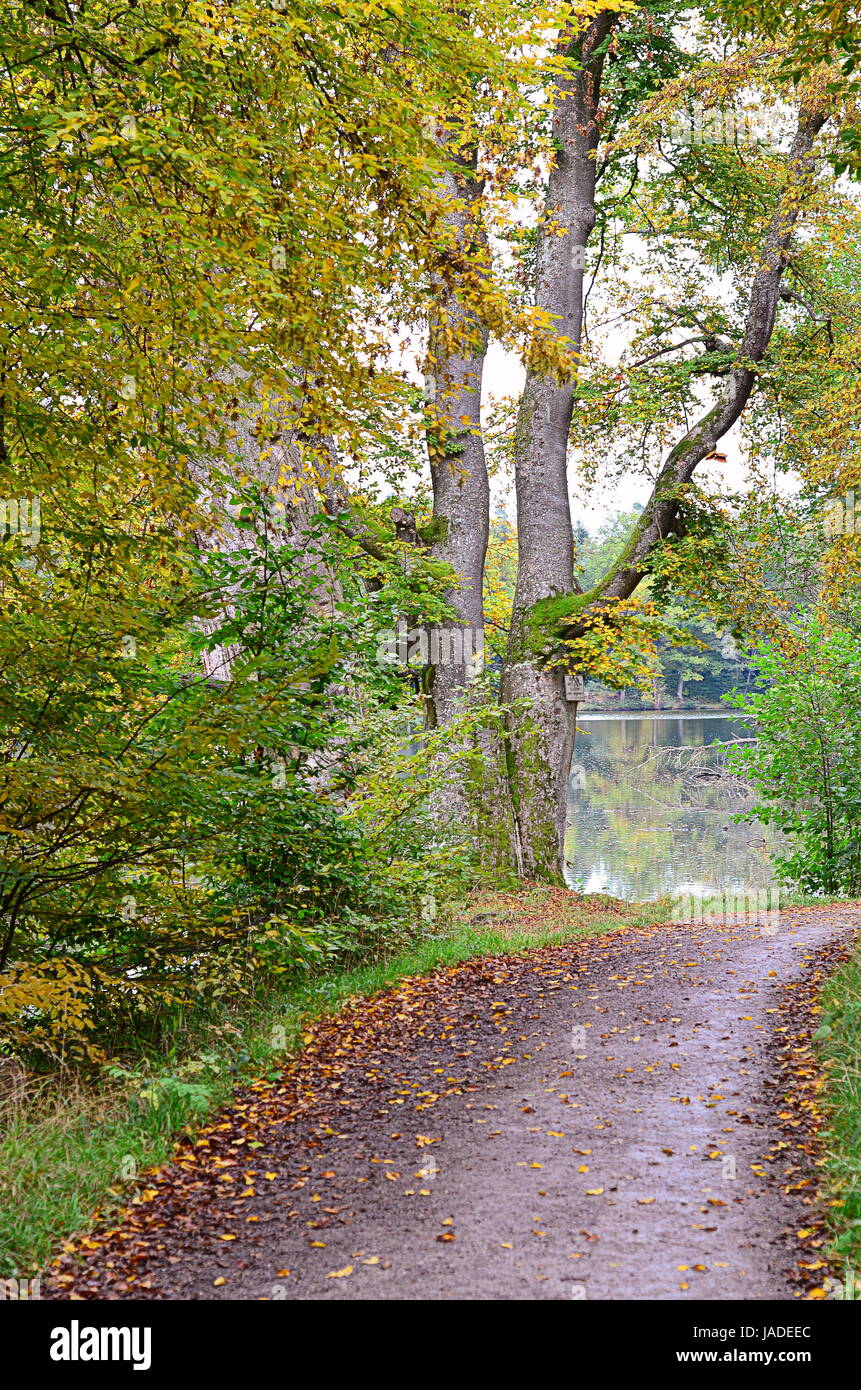 way through the autumn forest Stock Photo - Alamy