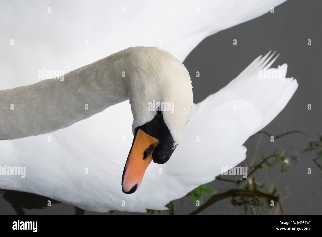 Swans at the Slimbridge Wildfowl and Wetlands Centre in Gloucestershire ...