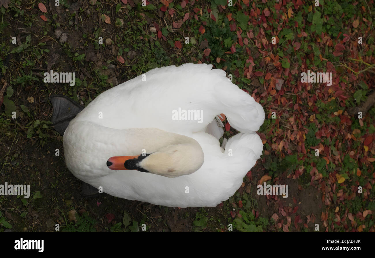 Swans at the Slimbridge Wildfowl and Wetlands Centre in Gloucestershire ...