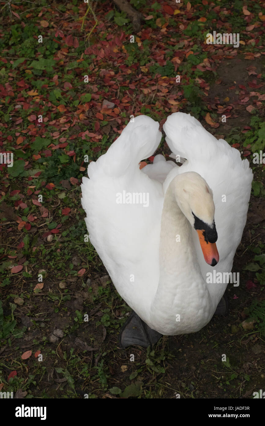 Swans at the Slimbridge Wildfowl and Wetlands Centre in Gloucestershire ...