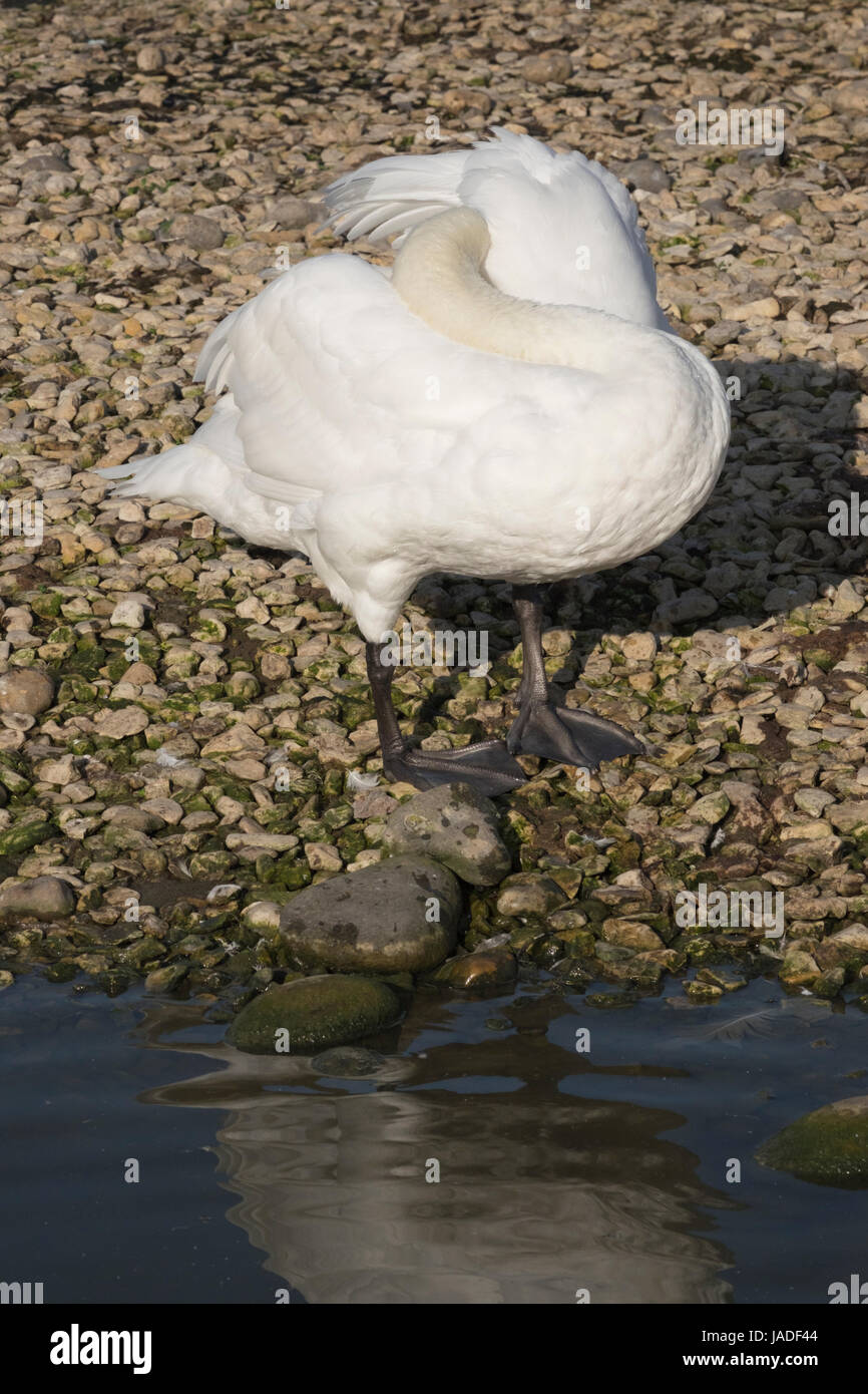 Swans at the Slimbridge Wildfowl and Wetlands Centre in Gloucestershire ...