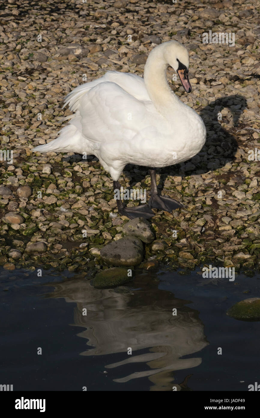 Swans at the Slimbridge Wildfowl and Wetlands Centre in Gloucestershire ...