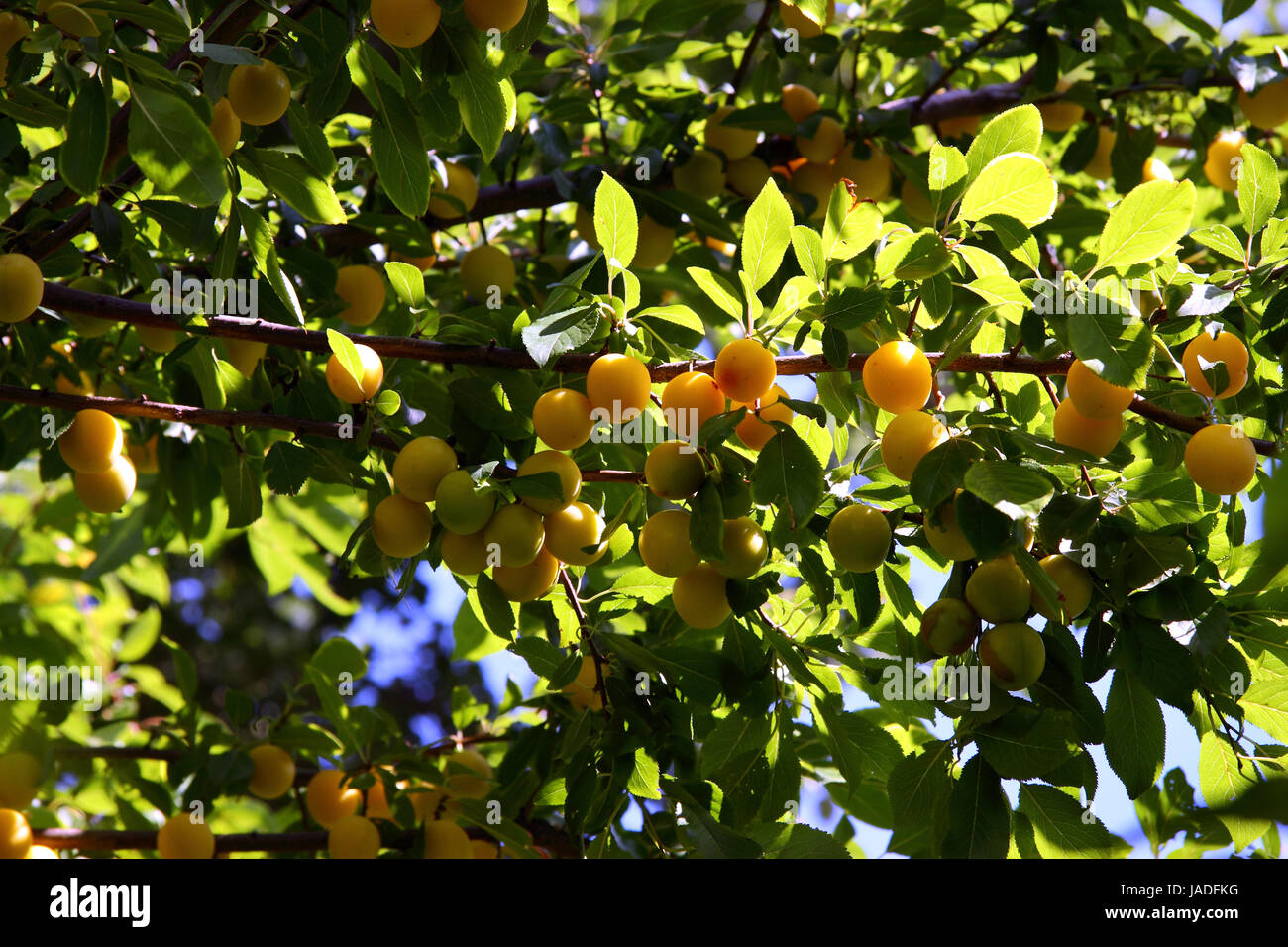 Mirabellenernte hi-res stock photography and images - Alamy