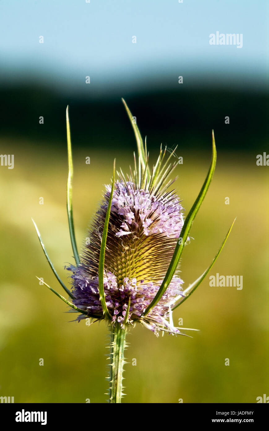Agriculture teasel hi-res stock photography and images - Alamy